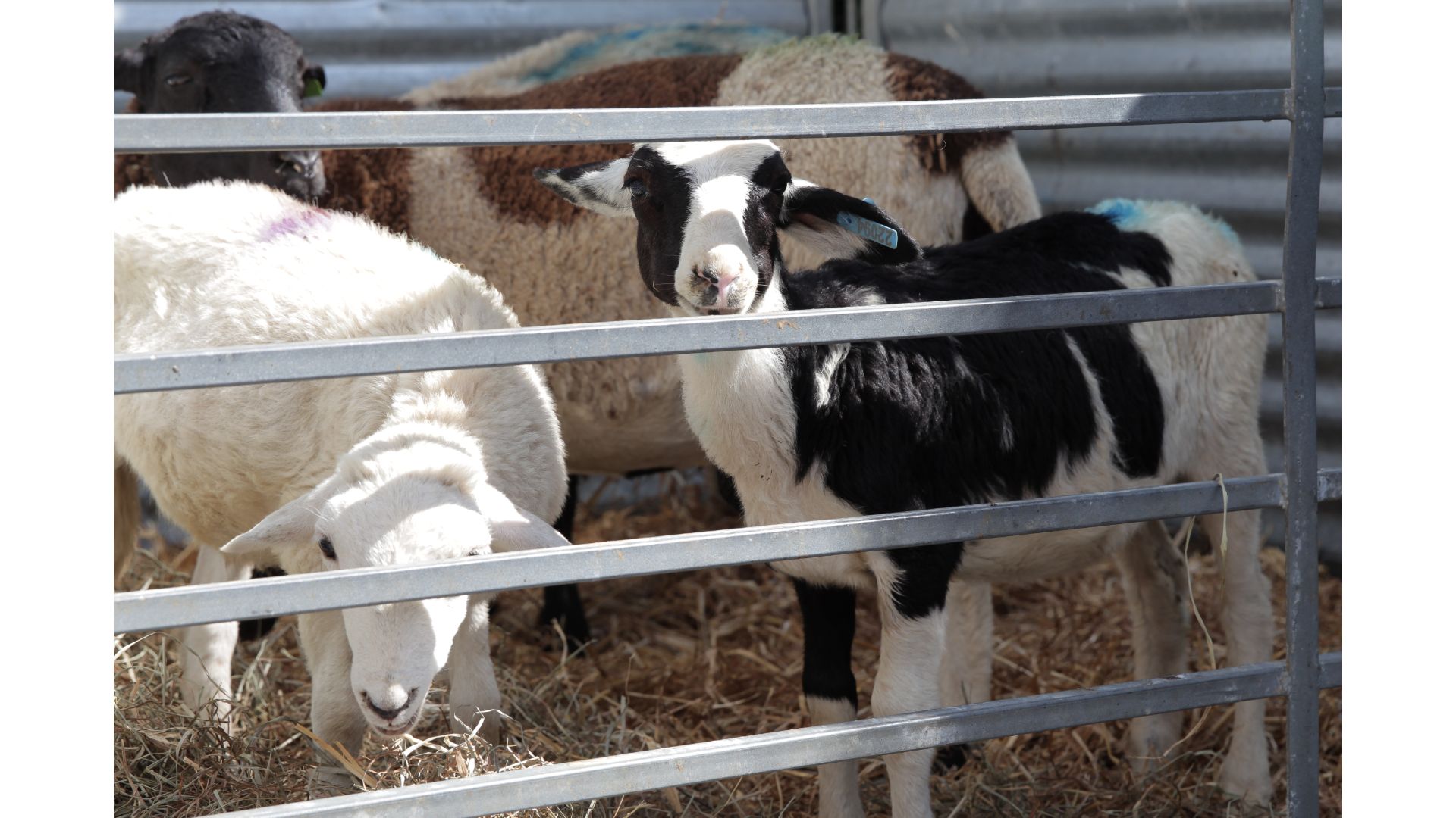 Sheep Visited the JBFC : Jacob Burns Film Center